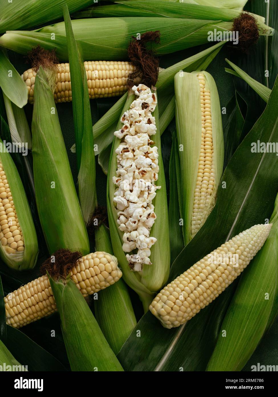 popcorn on the cob of corn Stock Photo - Alamy