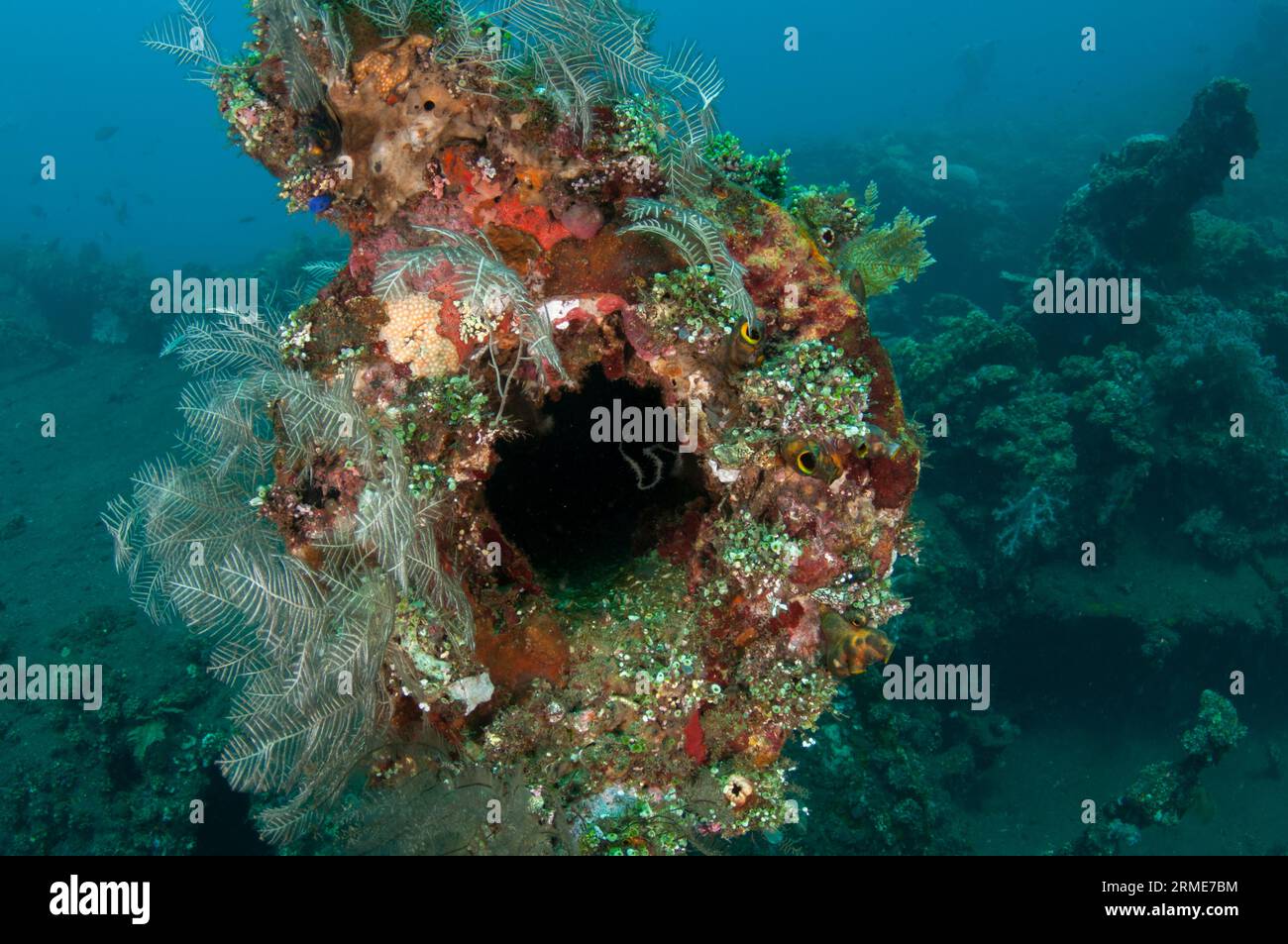Coral-covered turret, Liberty Wreck dive site, Tulamben, Karangasem ...