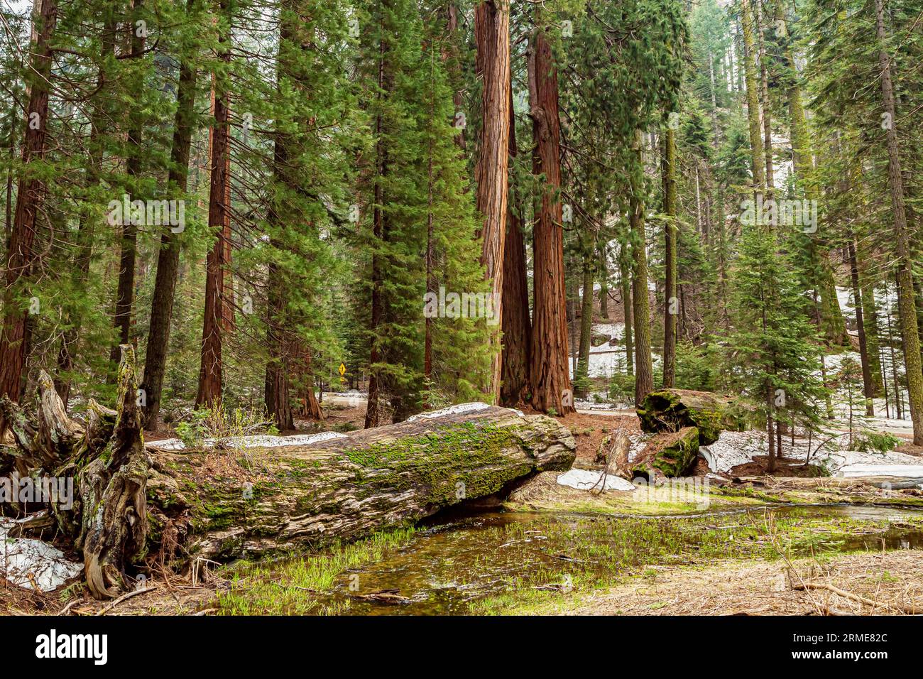 Trunk of Sequoia Tree Surrounded by Green Ferns. Sequoia national Park ...