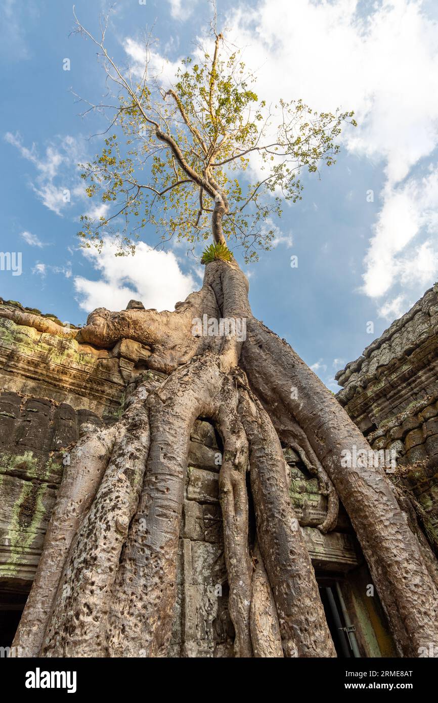 Giant tree roots cover the Ta Prohm temple at Angkor Wat and cla Stock ...