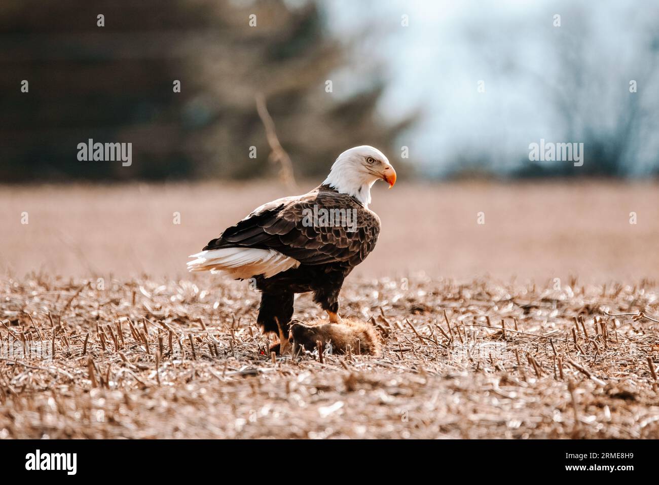 Bald eagle wilderness hi-res stock photography and images - Alamy