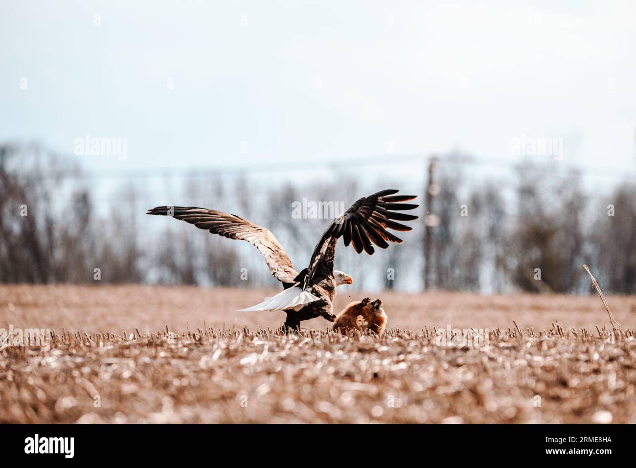 Bald Eagle's Triumph Over a Groundhog Stock Photo - Alamy
