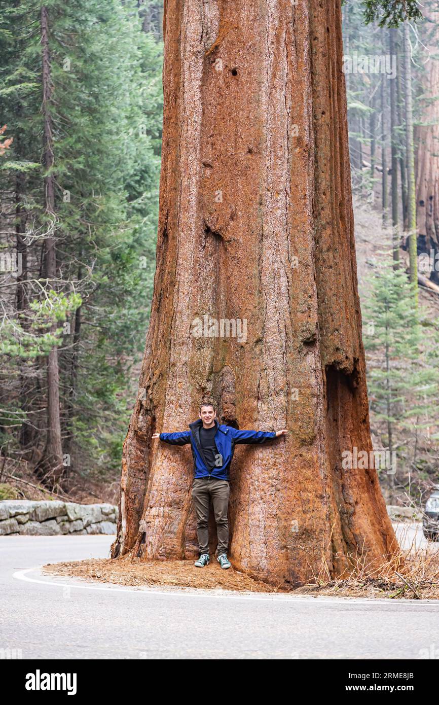 Sequoia vs Man. Giant Sequoias Forest and the Tourist with Backpack ...