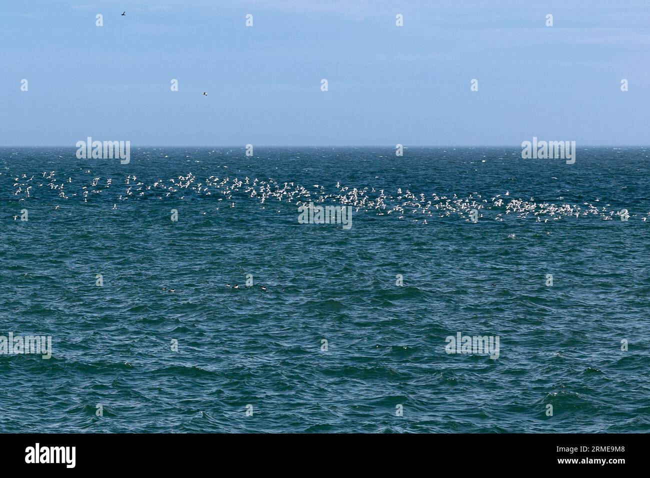 Flock of Kittiwakes, The Gobbins Cliff Path, Islandmagee, County Antrim ...