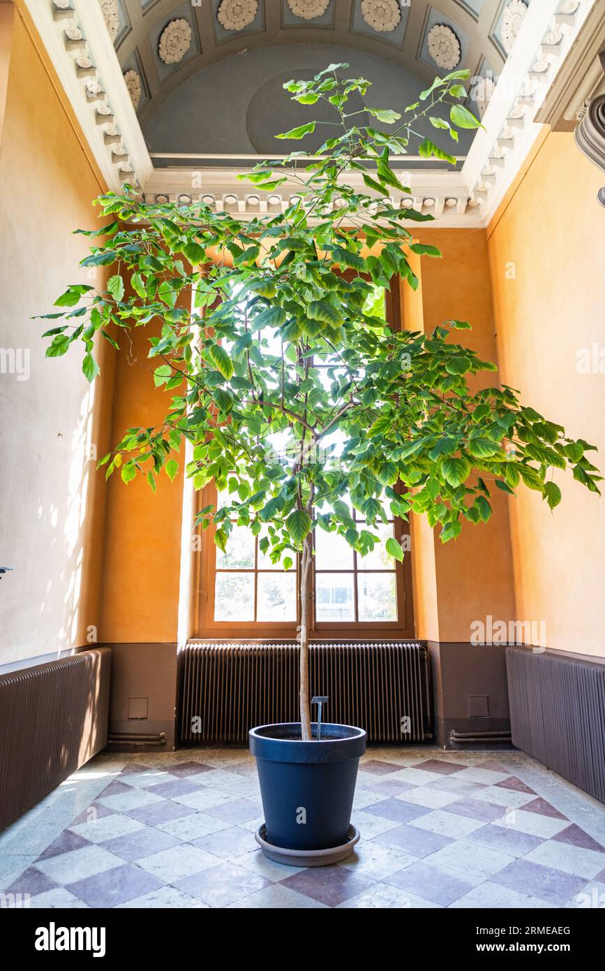 The University of Uppsala Botanical Garden (In Swedish: Botaniska ...