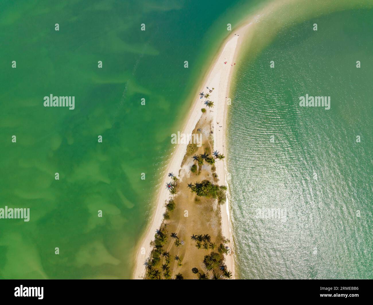 Aerial low angle shot palm hi-res stock photography and images - Alamy