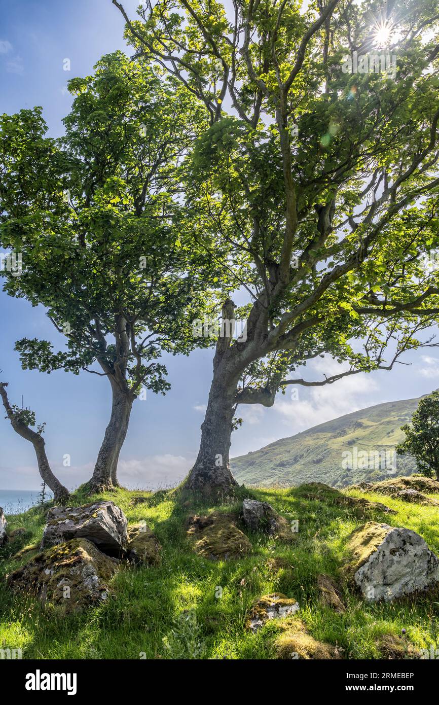 Sunlight through trees, Murlough Bay, Northern Ireland, UK Stock Photo ...