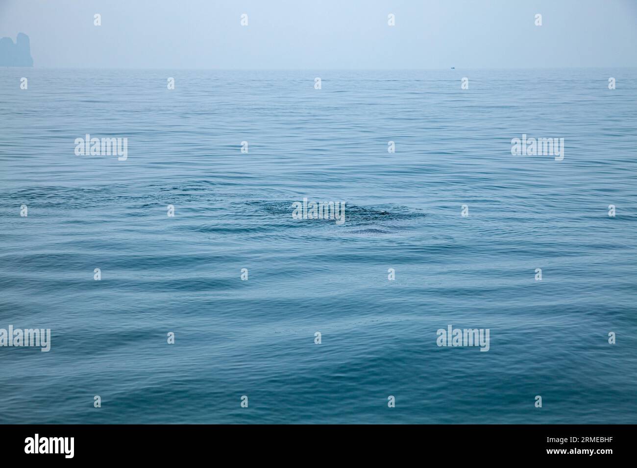A flock of whale sharks swim among the tourist boats. The azure sea ...