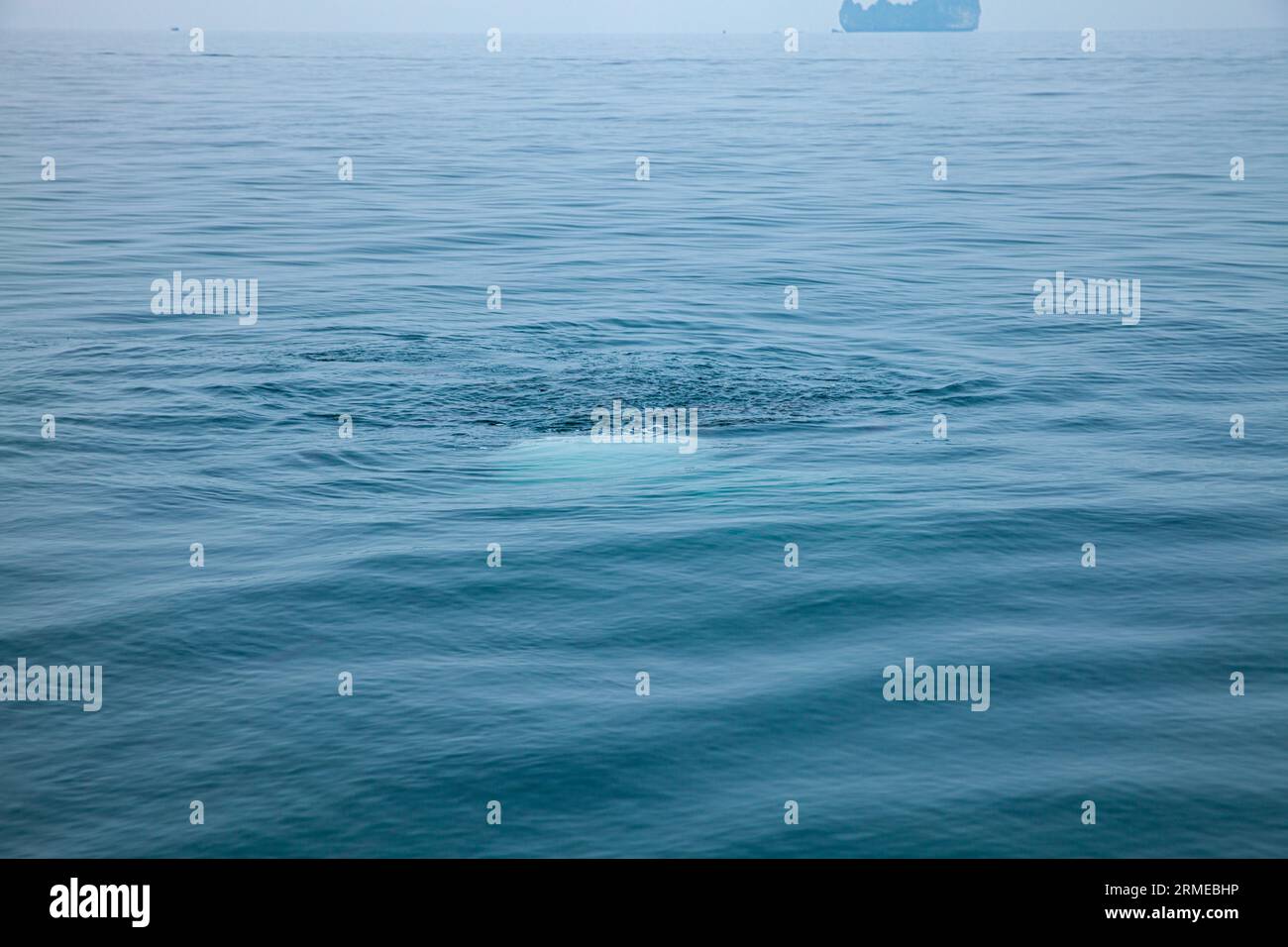A flock of whale sharks swim among the tourist boats. The azure sea ...