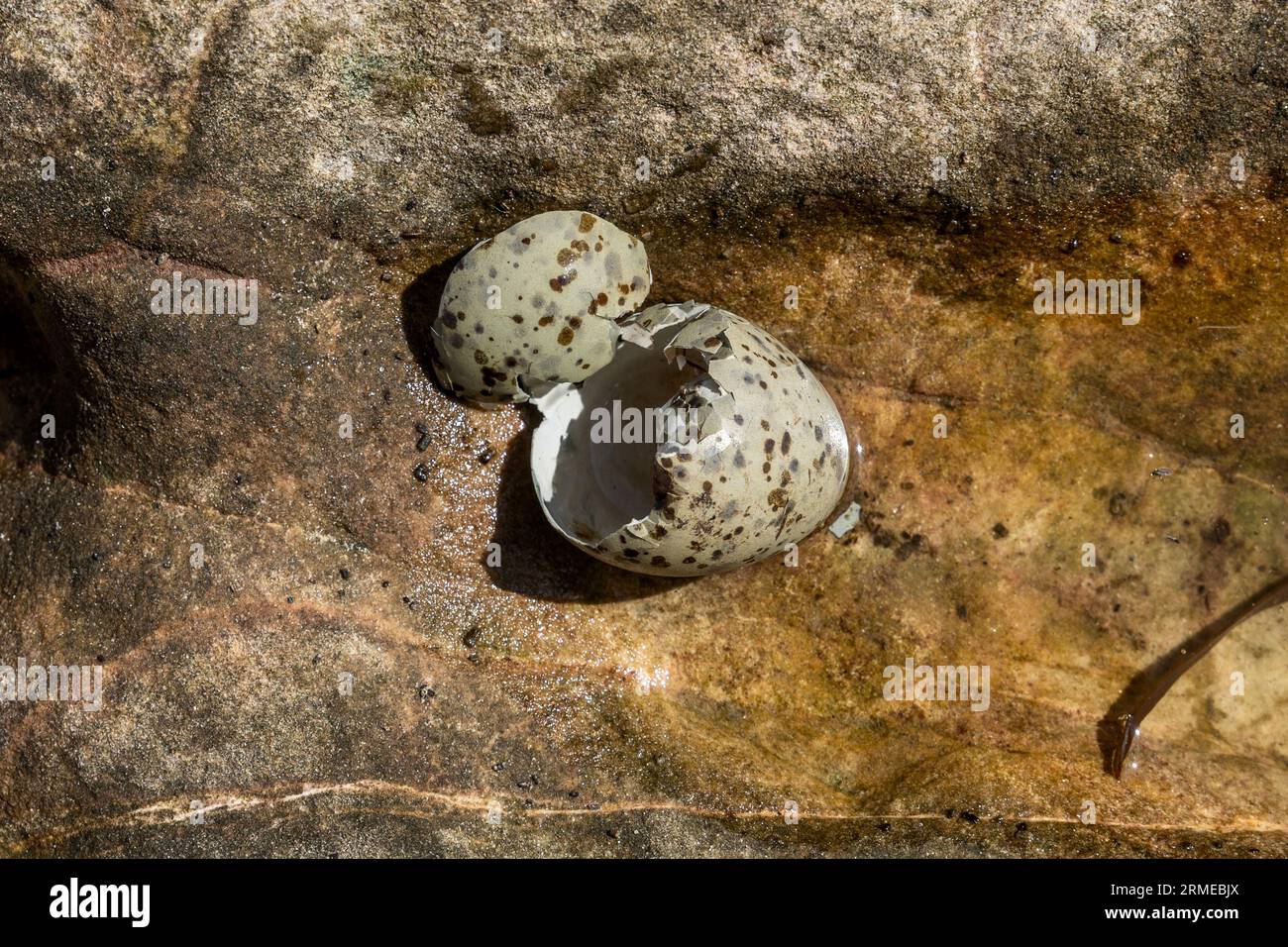 Ruptured rocks hi-res stock photography and images - Alamy