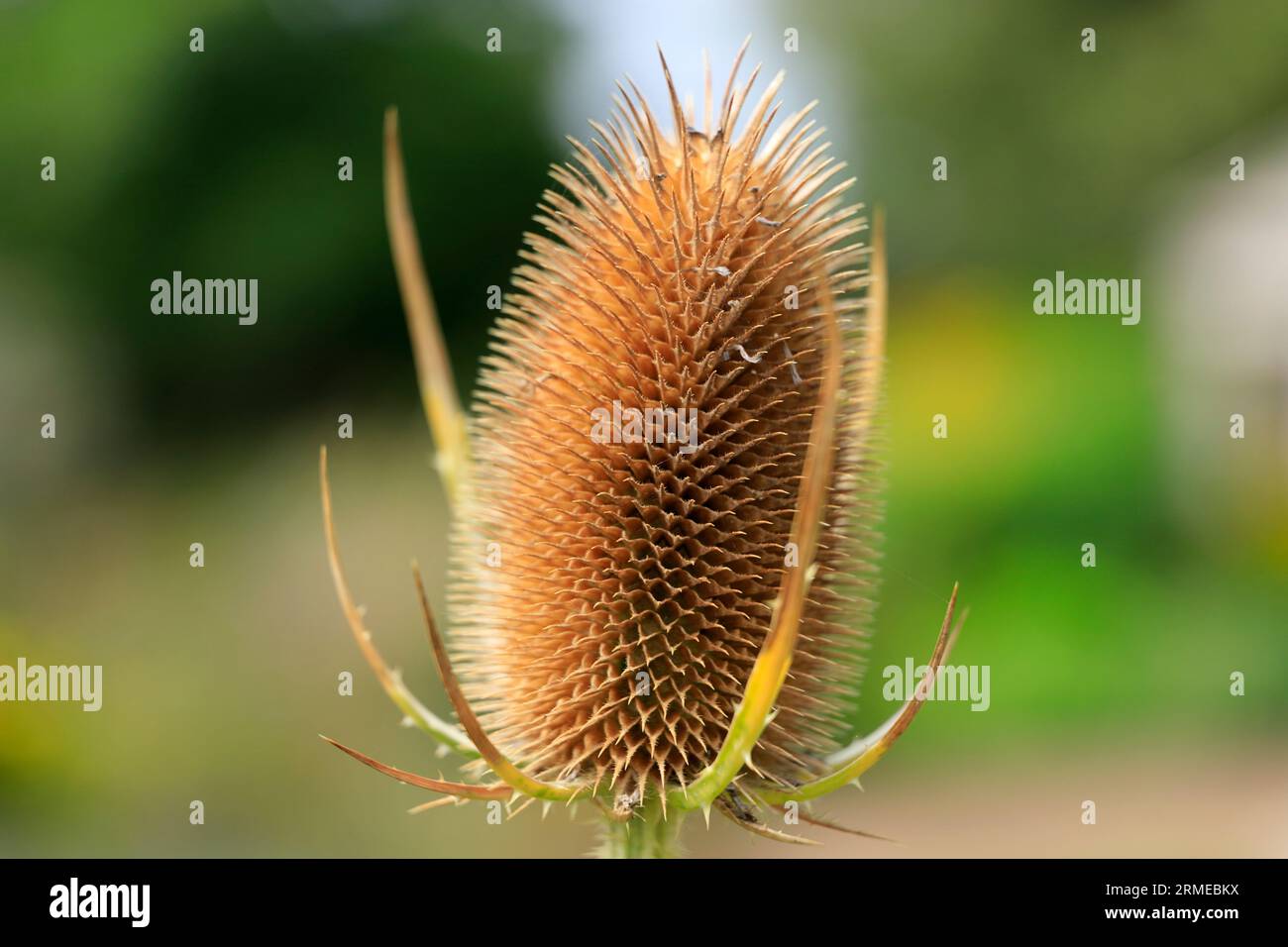 Dipsacus plant hi-res stock photography and images - Alamy