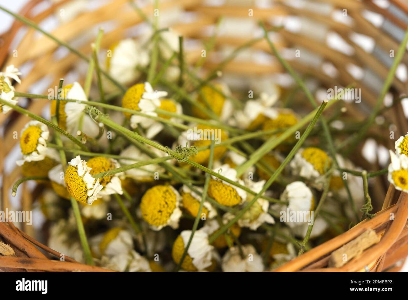 Chamomile flower photography hi-res stock photography and images - Alamy