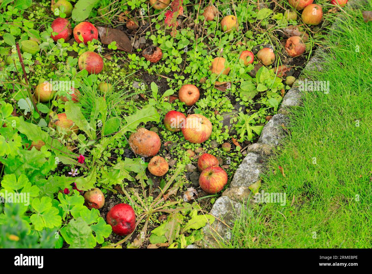 Windfall apples hi-res stock photography and images - Alamy