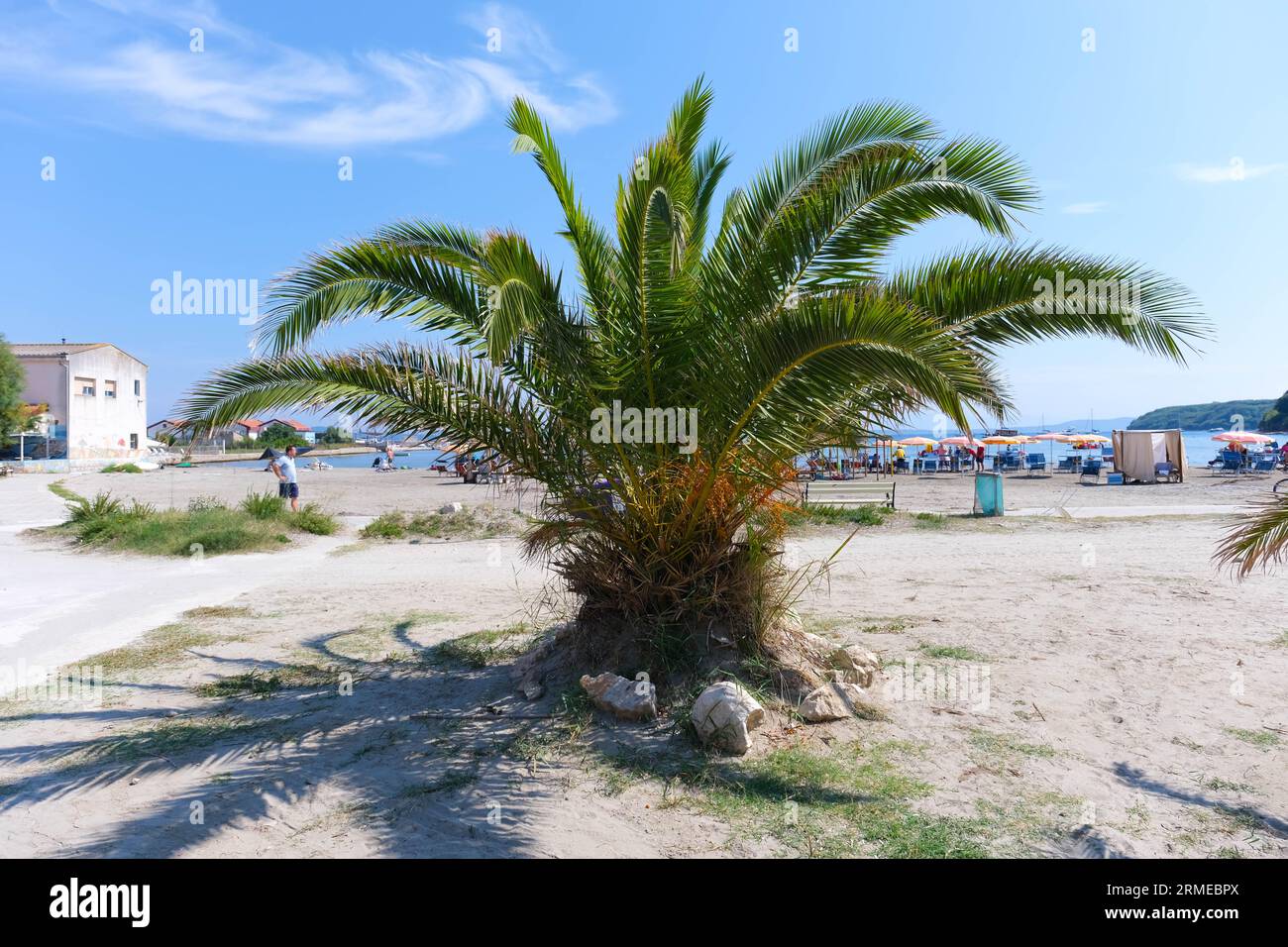 palm tree on the beach Stock Photo - Alamy