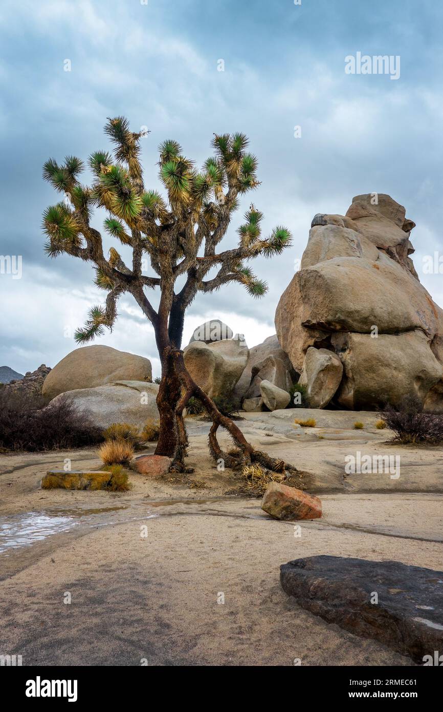 Hidden Valley in Joshua Tree national park landscape, Dramatic sky with ...