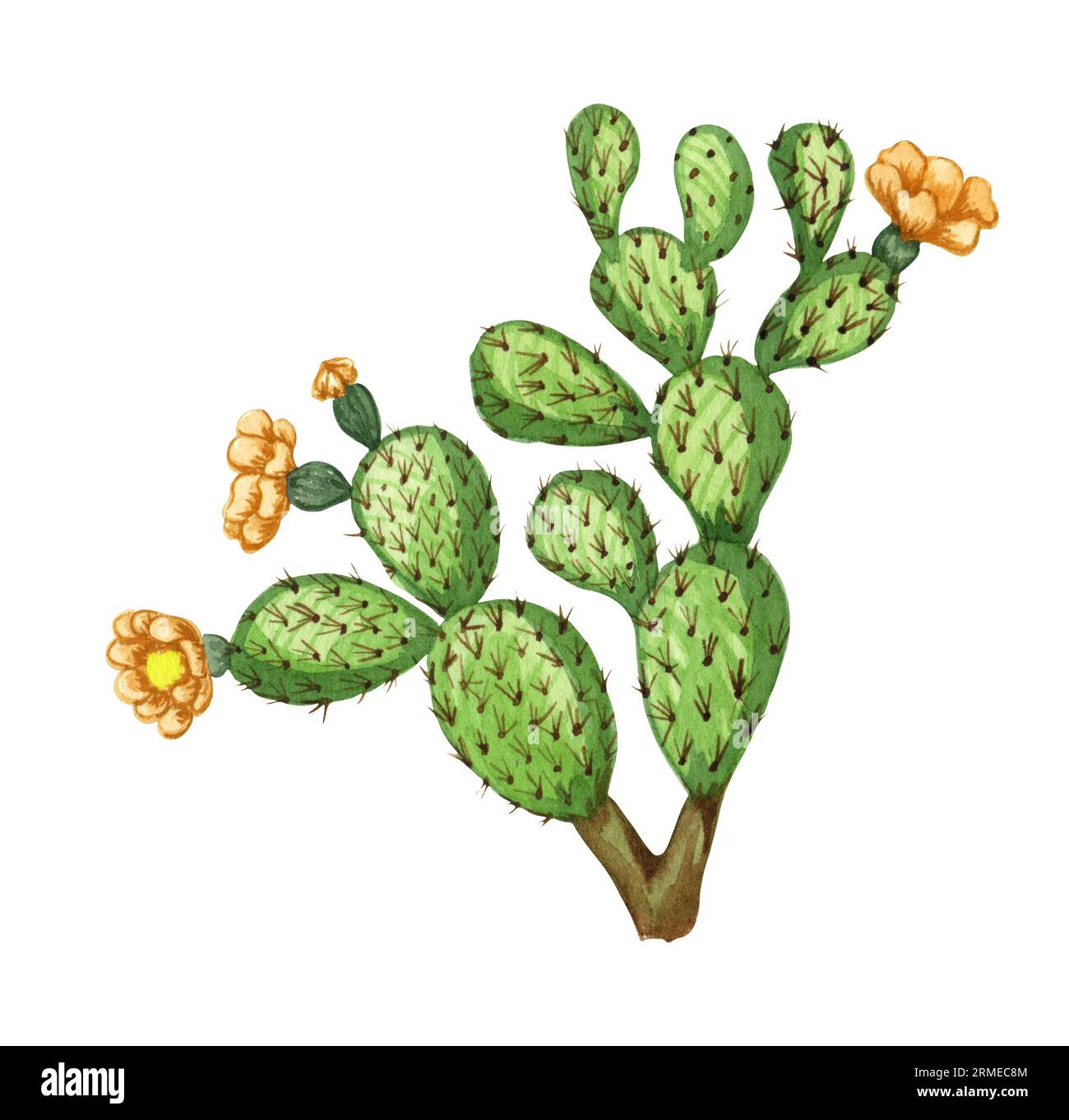 Watrcolor hand drawn realistic cactus illustration. Botanical blooming ...