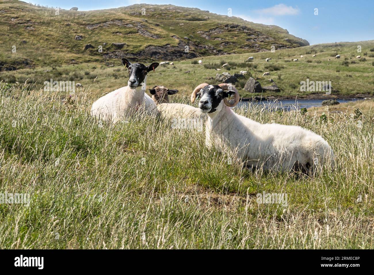 Ewes & Ram, Blackface Mountain Sheep, Fairhead Cliffs, Northern Ireland ...