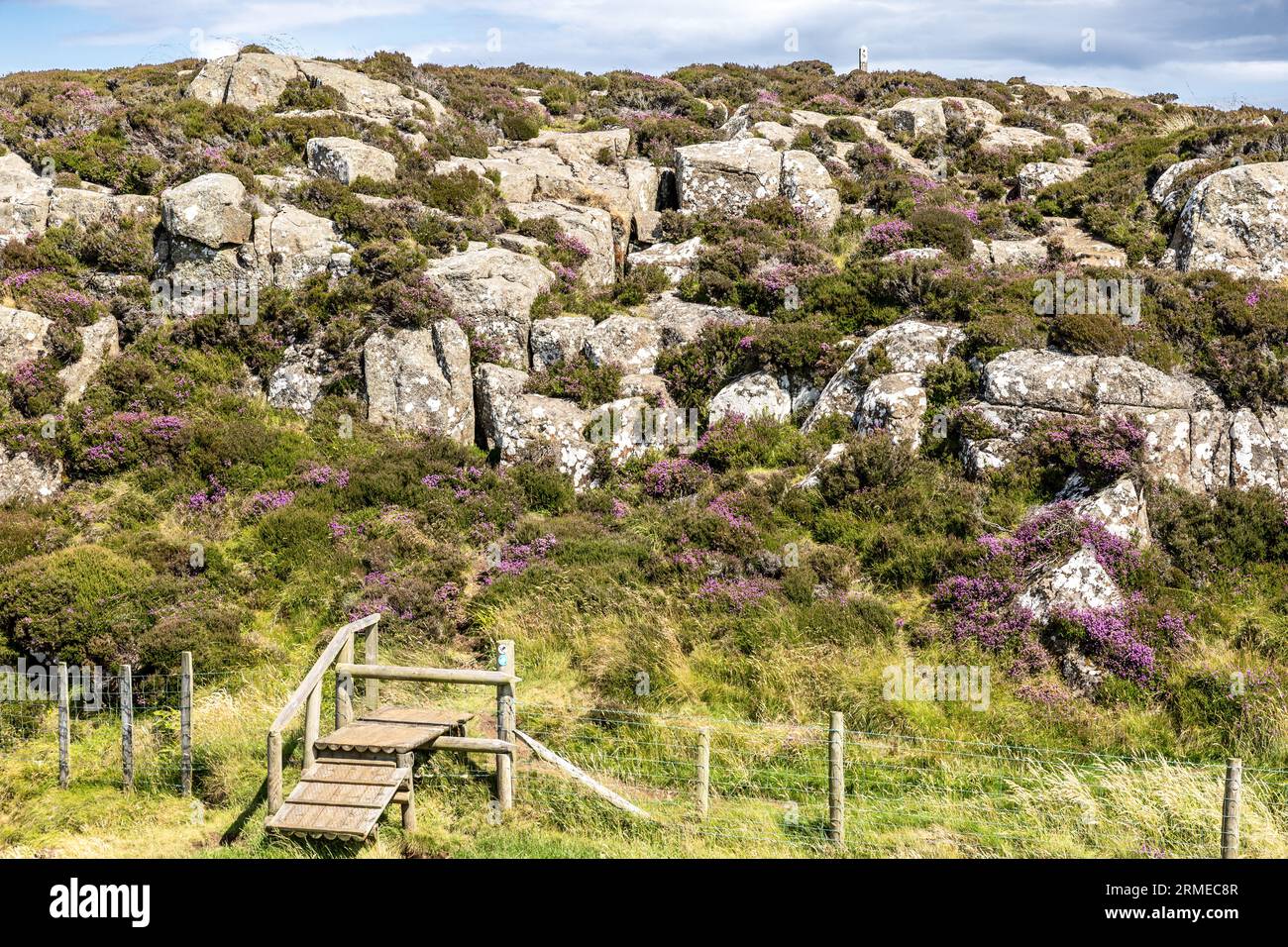 Style, Heather and other plants on crag, Fairhead Cliffs, Northern ...