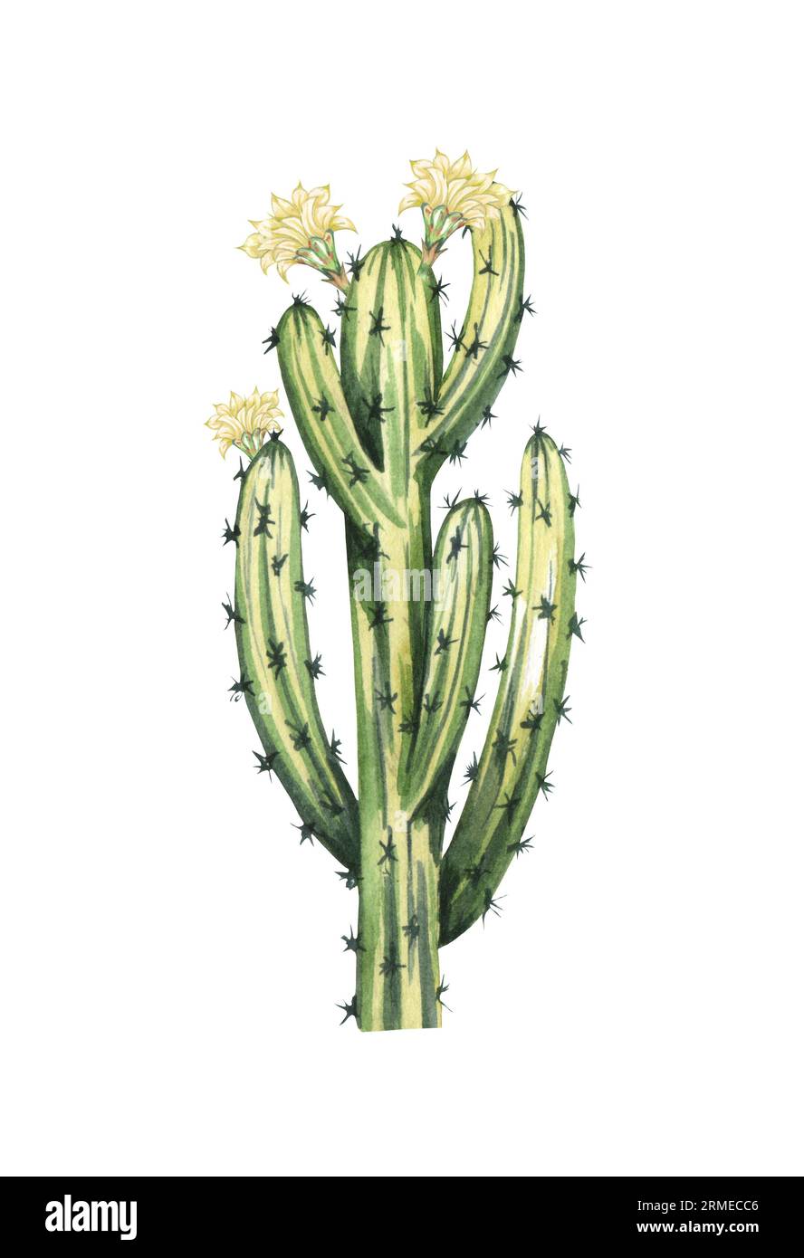Watrcolor hand drawn realistic cactus illustration. Botanical blooming ...