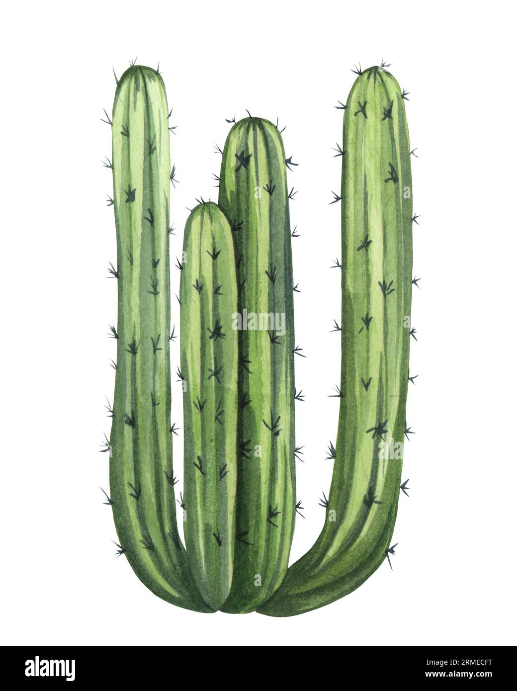 Watrcolor hand drawn realistic cactus illustration. Botanical Mexican ...