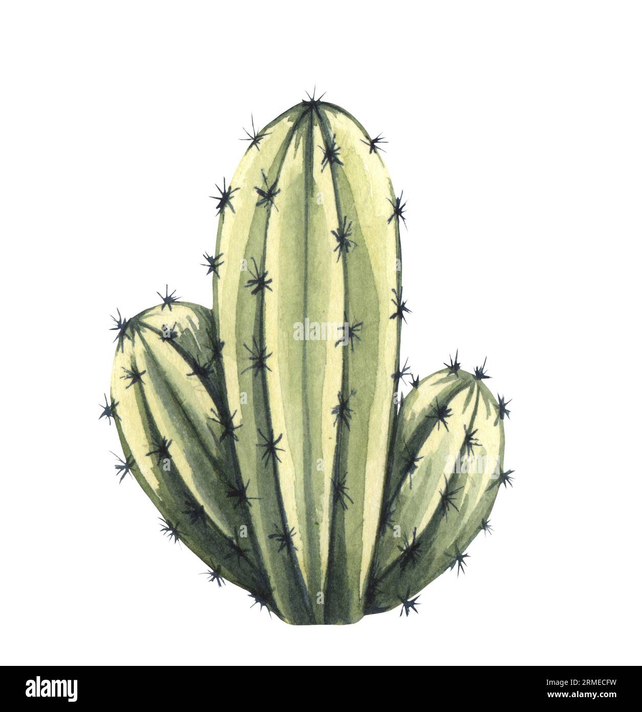 Watrcolor hand drawn realistic cactus illustration. Botanical ...