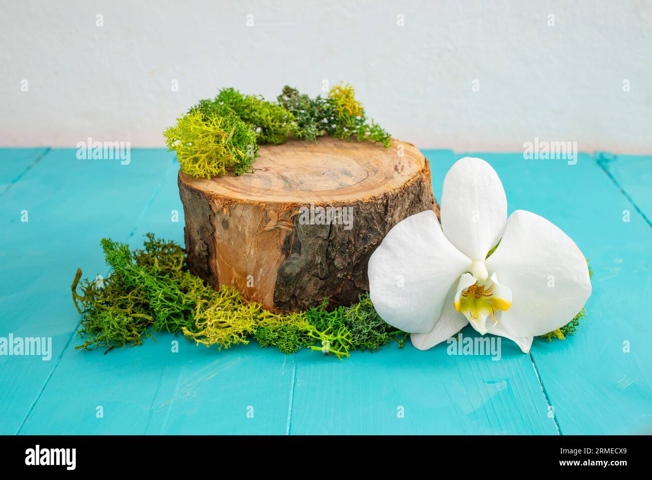 tree log with moss lichen and a white orchid flower on a blue wooden ...