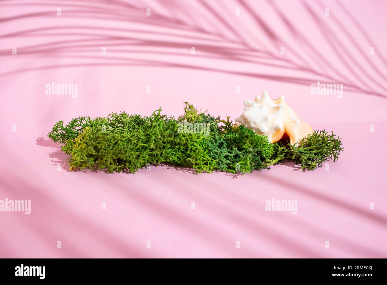 Sea shell with green lichen moss on pink background with palm leaf ...