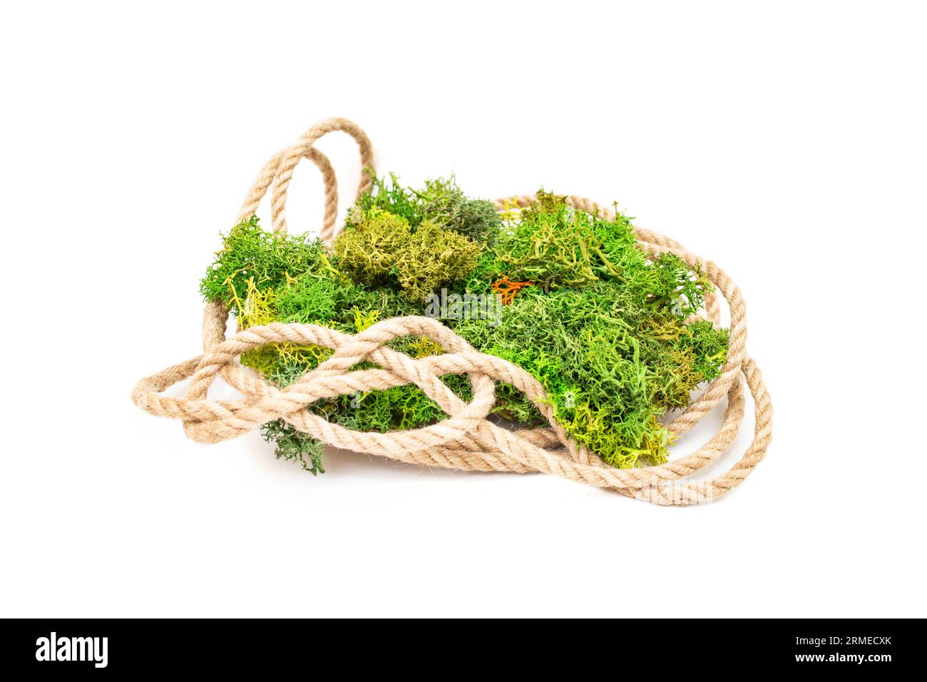 Jute rope with green stabilized lichen , natural backdrop for product ...