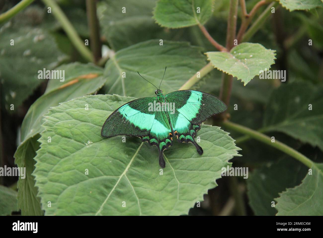 A Lovely Indonesian Green Banded Swallowtail Butterfly Stock Photo - Alamy