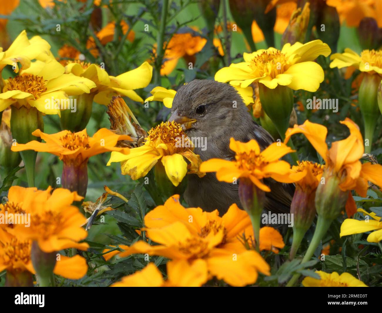 Bird eating flowers hi-res stock photography and images - Alamy