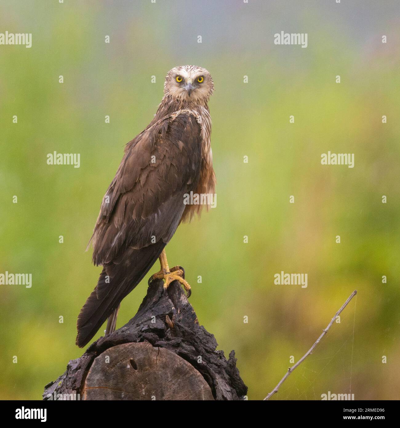 Marsh Harrier (Circus aeruginosus), side view of an immature male ...