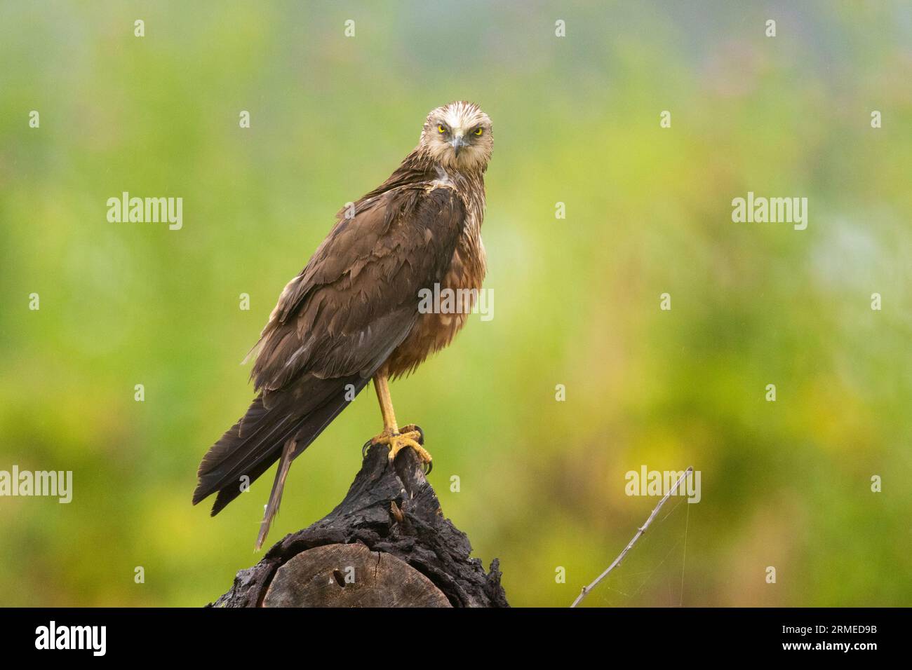 Marsh Harrier (Circus aeruginosus), side view of an immature male ...