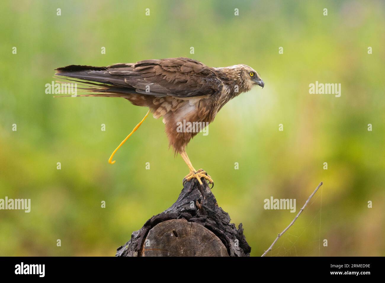 Immature male marsh harrier hi-res stock photography and images - Alamy
