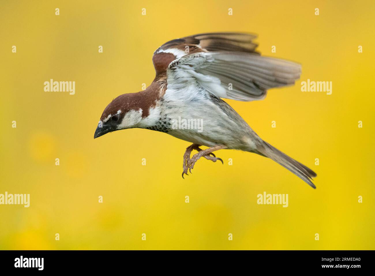 Italian Sparrow (Passer italiae), side view of an adult male in flight ...
