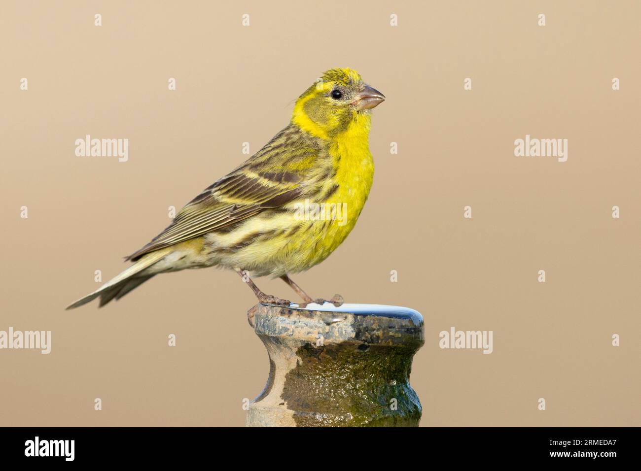 European Serin (Serinus serinus), side view of an adult male perched on ...