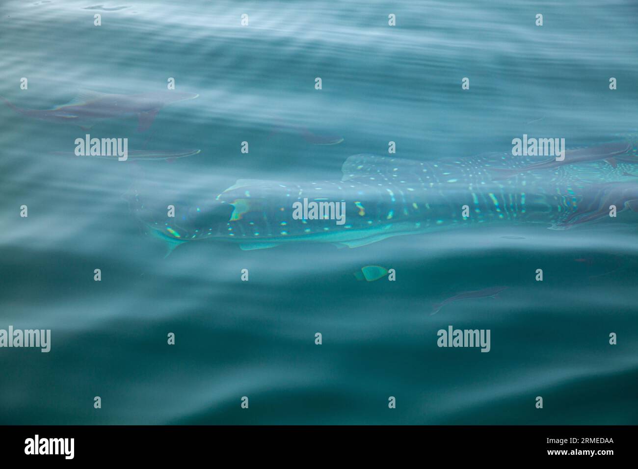A flock of whale sharks swim among the tourist boats. The azure sea ...