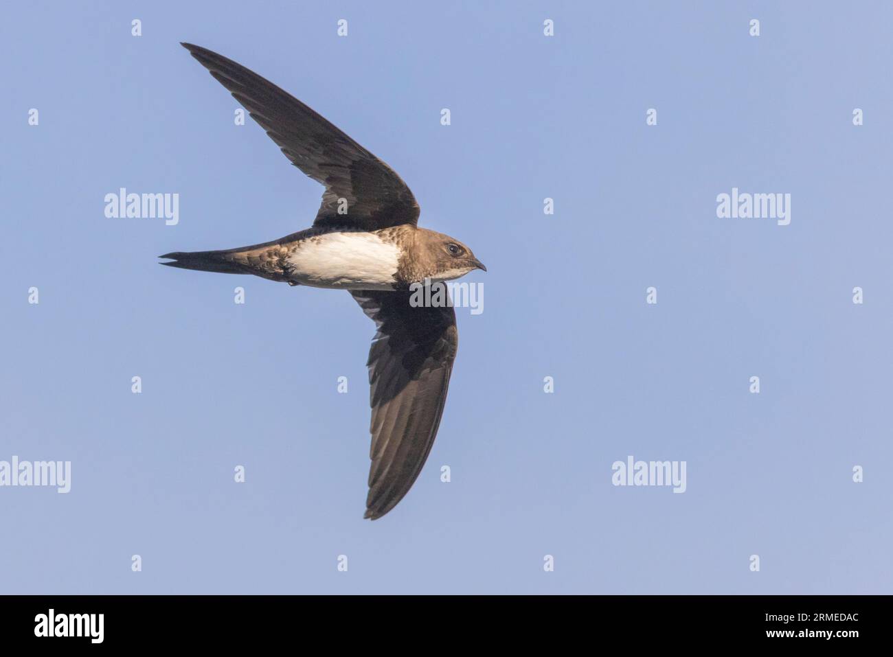 Swift birds hi-res stock photography and images - Alamy