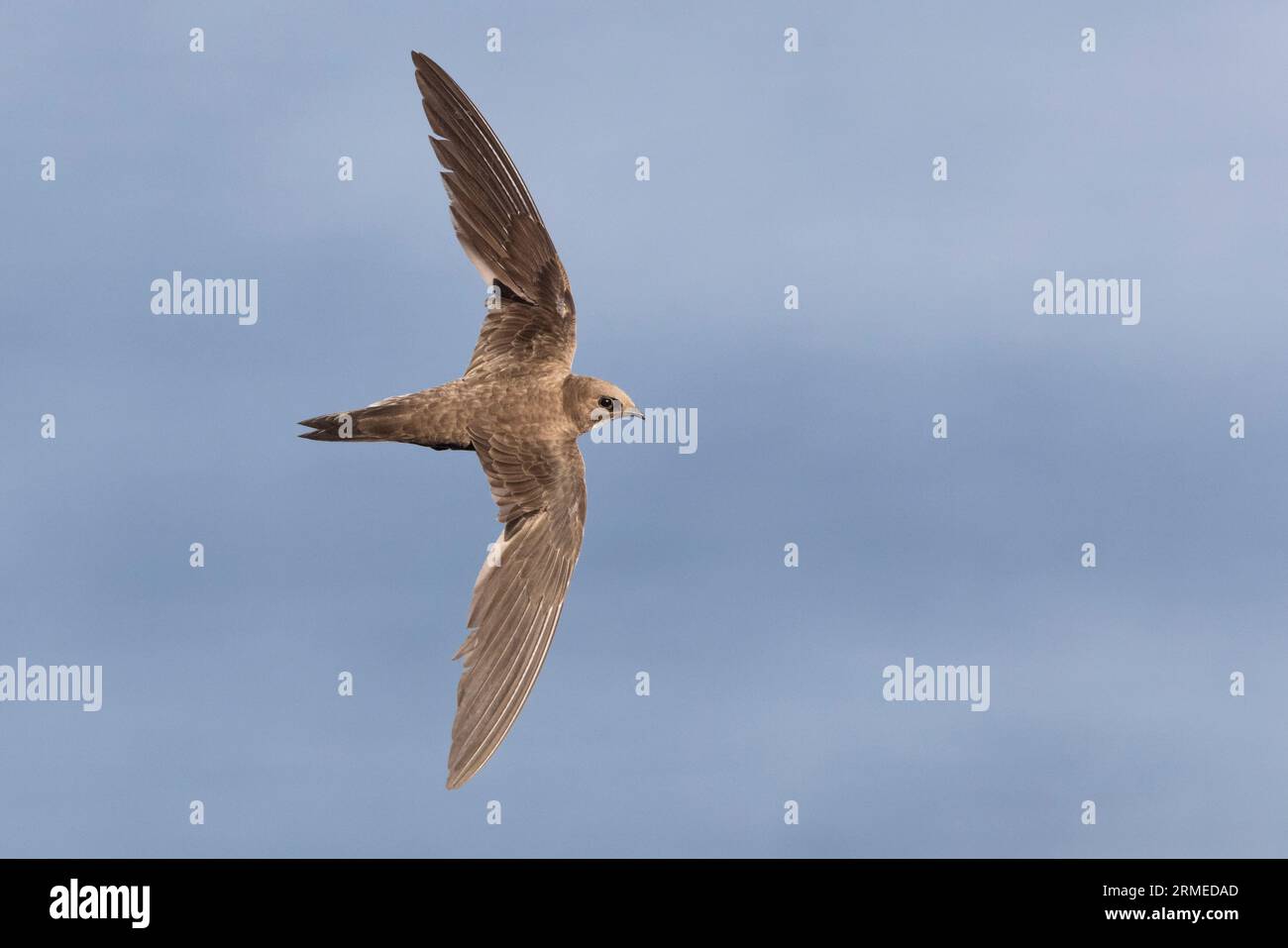 Alpine Swift (Tachymarptis melba), individual in flight seen from the ...