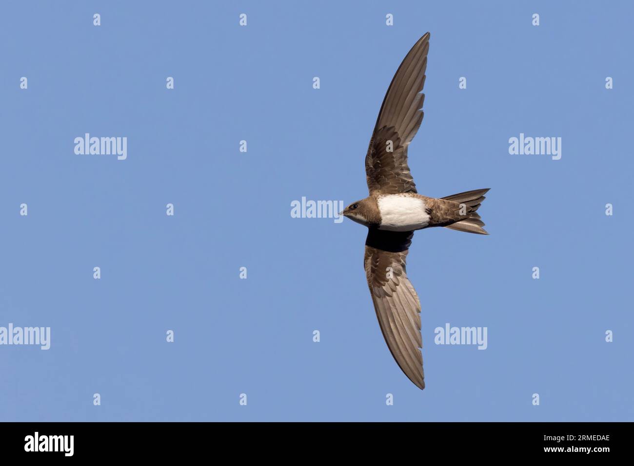 Alpine Swift (Tachymarptis melba), individual in flight seen from below ...
