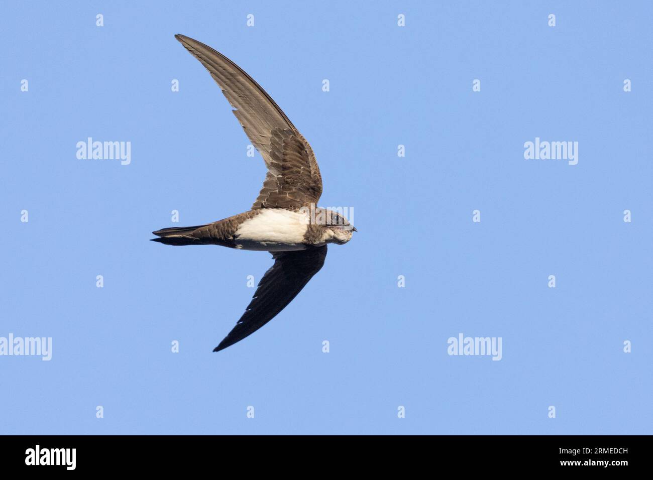 Alpine Swift (Tachymarptis melba), individual in flight seen from below ...
