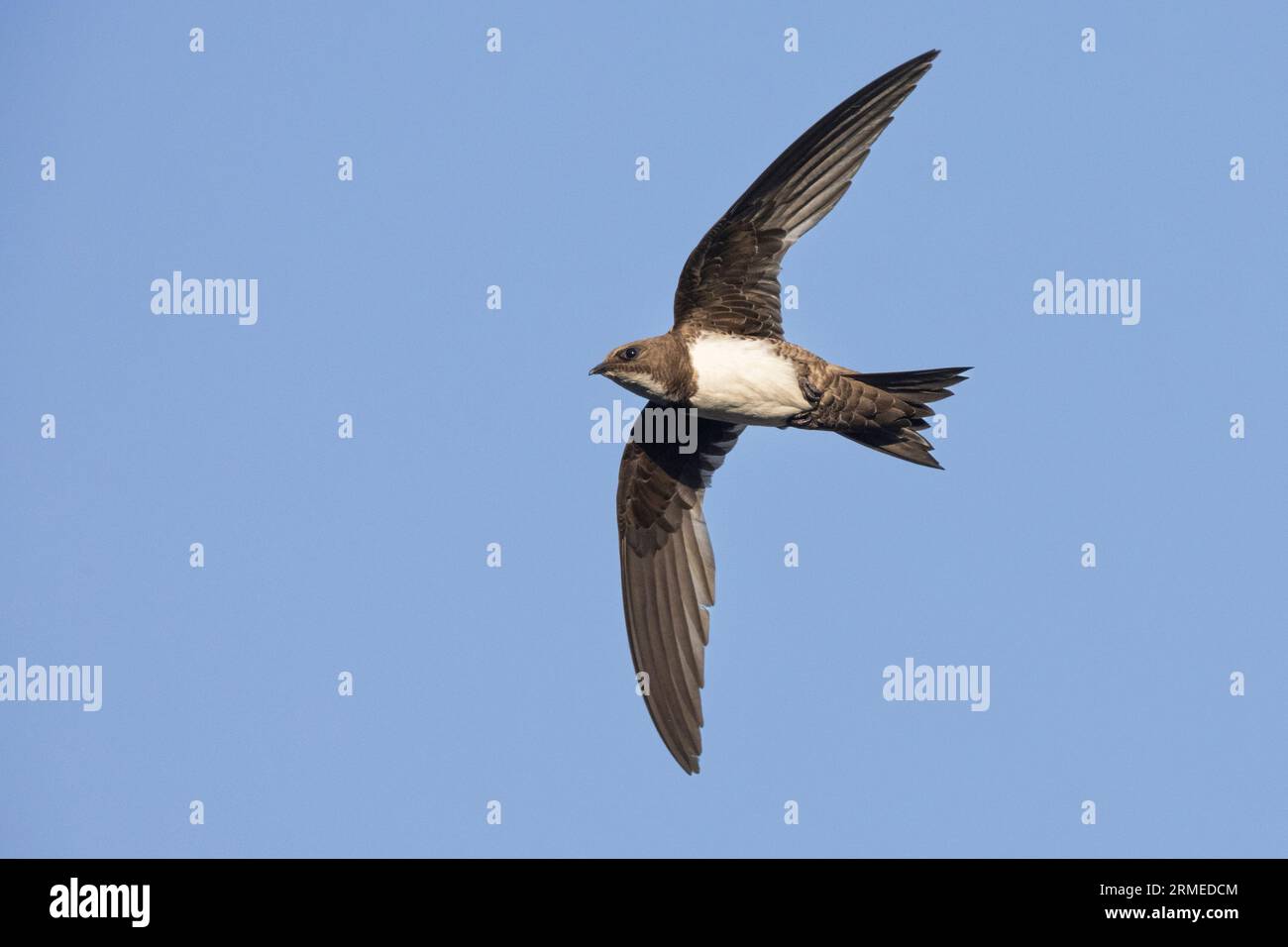 Alpine Swift (Tachymarptis melba), individual in flight seen from below ...