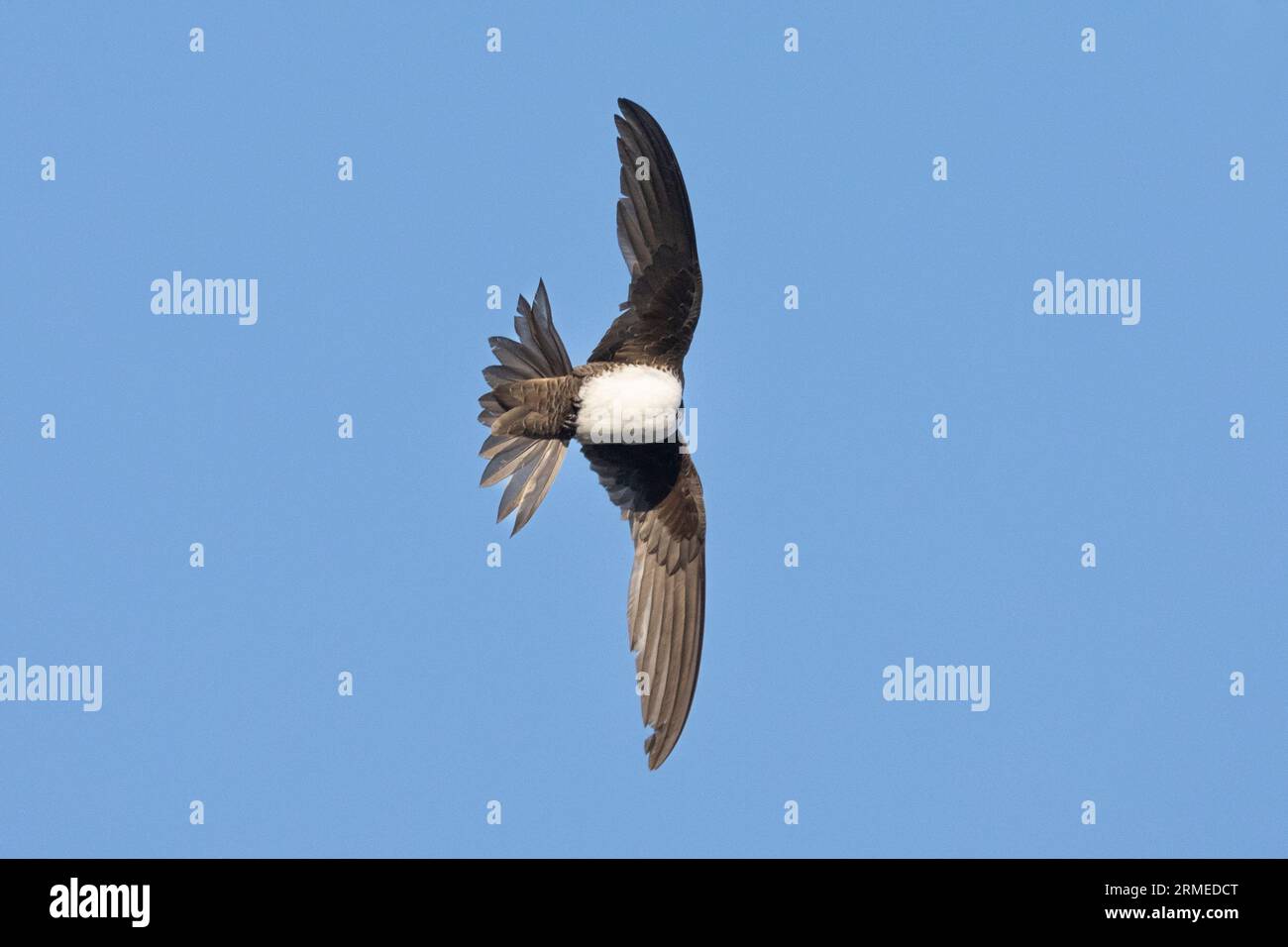 Swift birds hi-res stock photography and images - Alamy