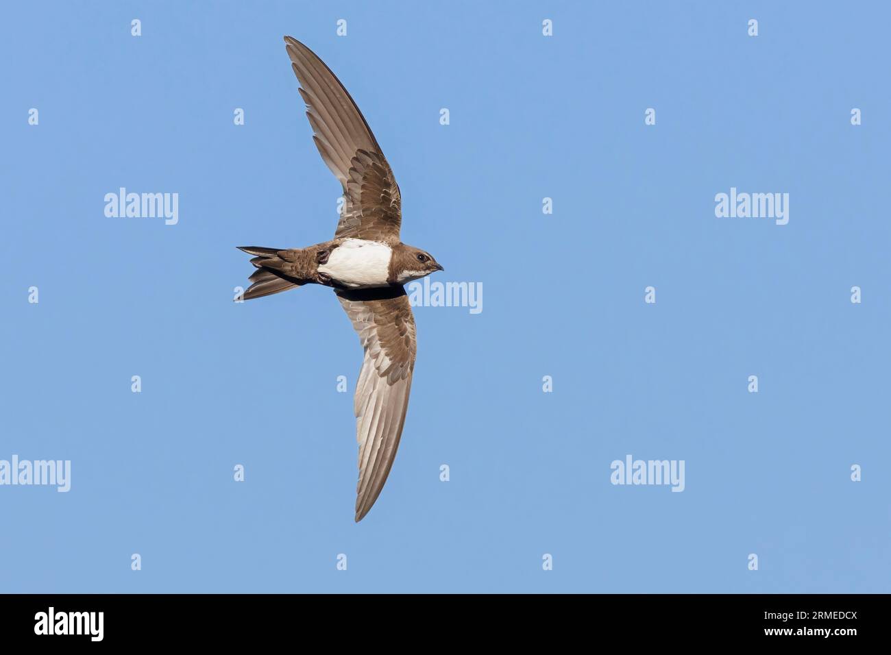 Alpine Swift (Tachymarptis melba), individual in flight seen from below ...