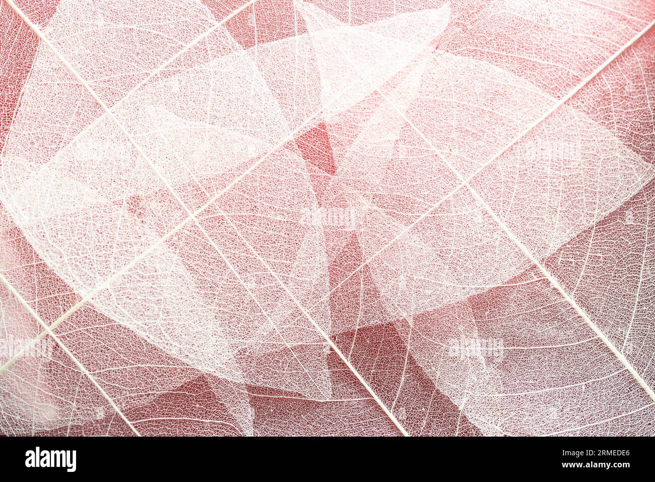 Close up of fiber structure of dry leaves on red texture background ...