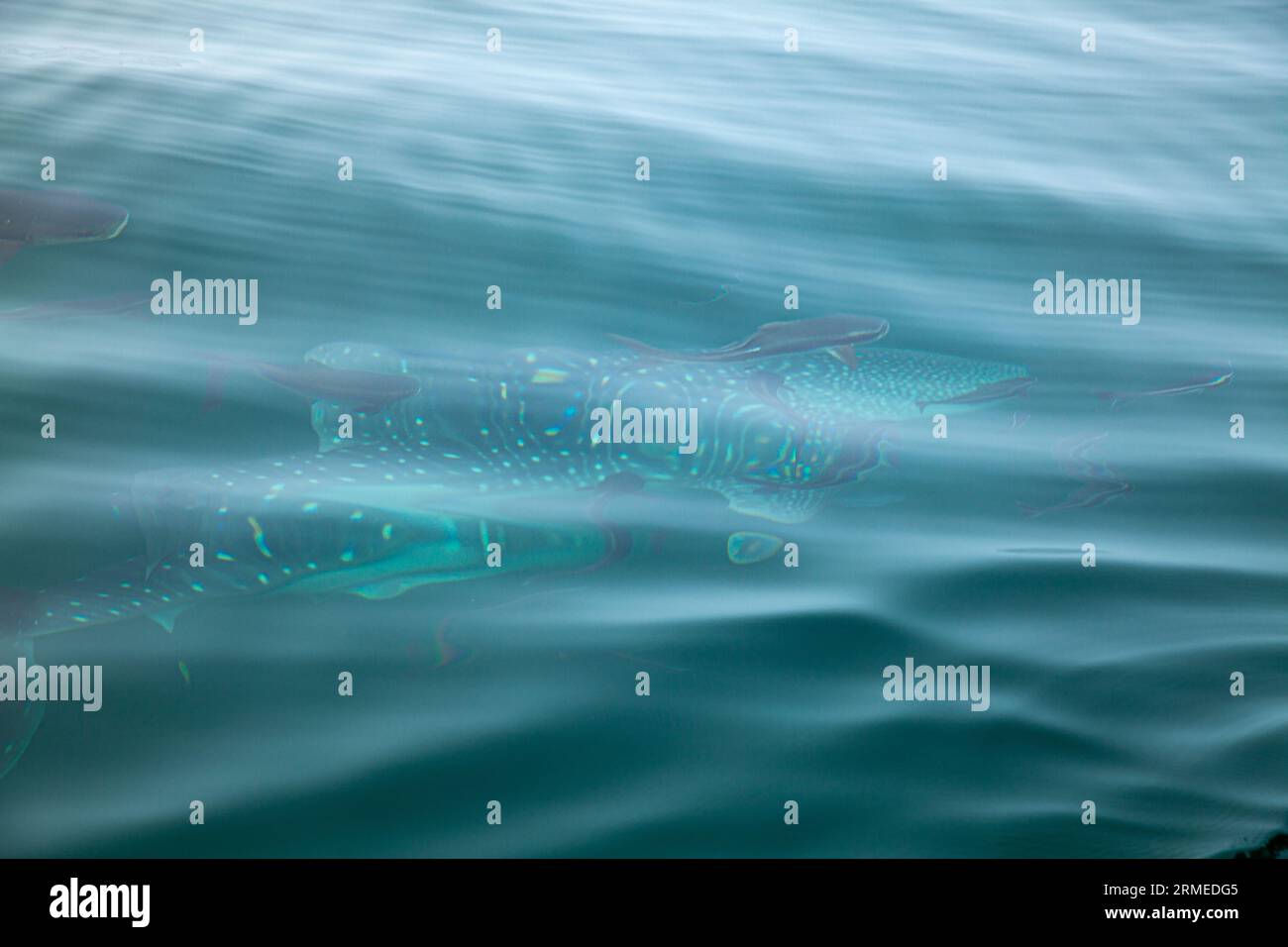 A flock of whale sharks swim among the tourist boats. The azure sea ...