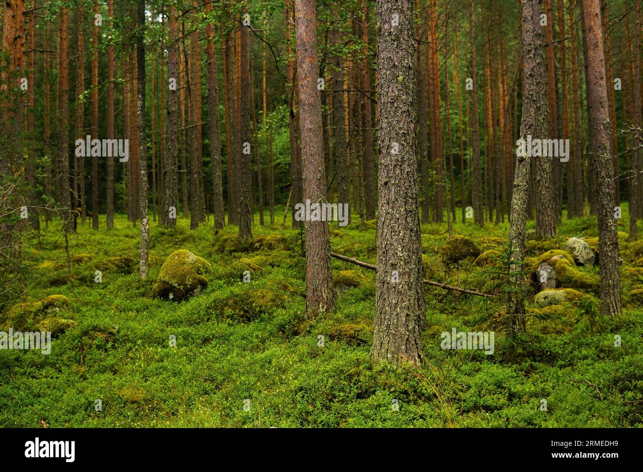 Boreal forest understory hi-res stock photography and images - Alamy