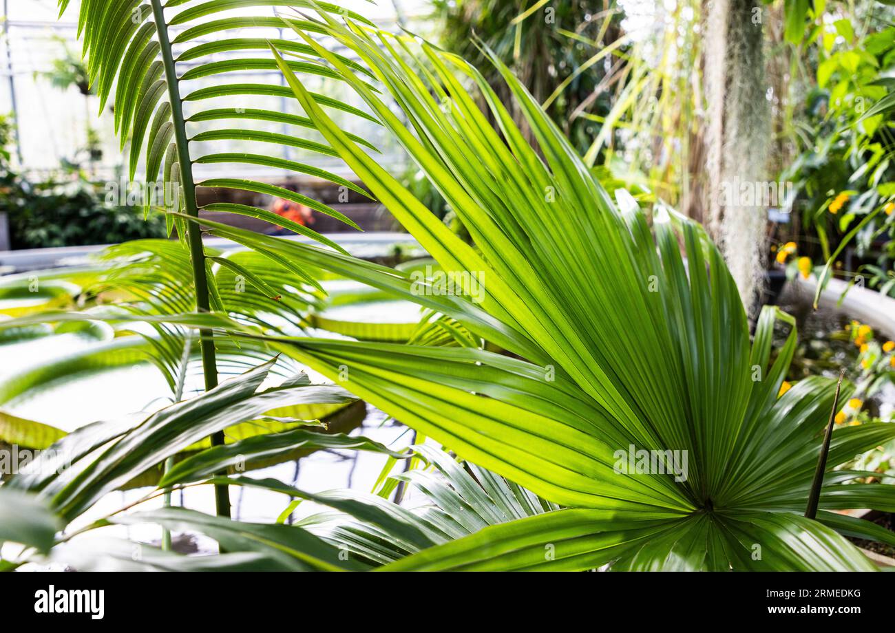 The University of Uppsala Botanical Garden (In Swedish: Botaniska ...