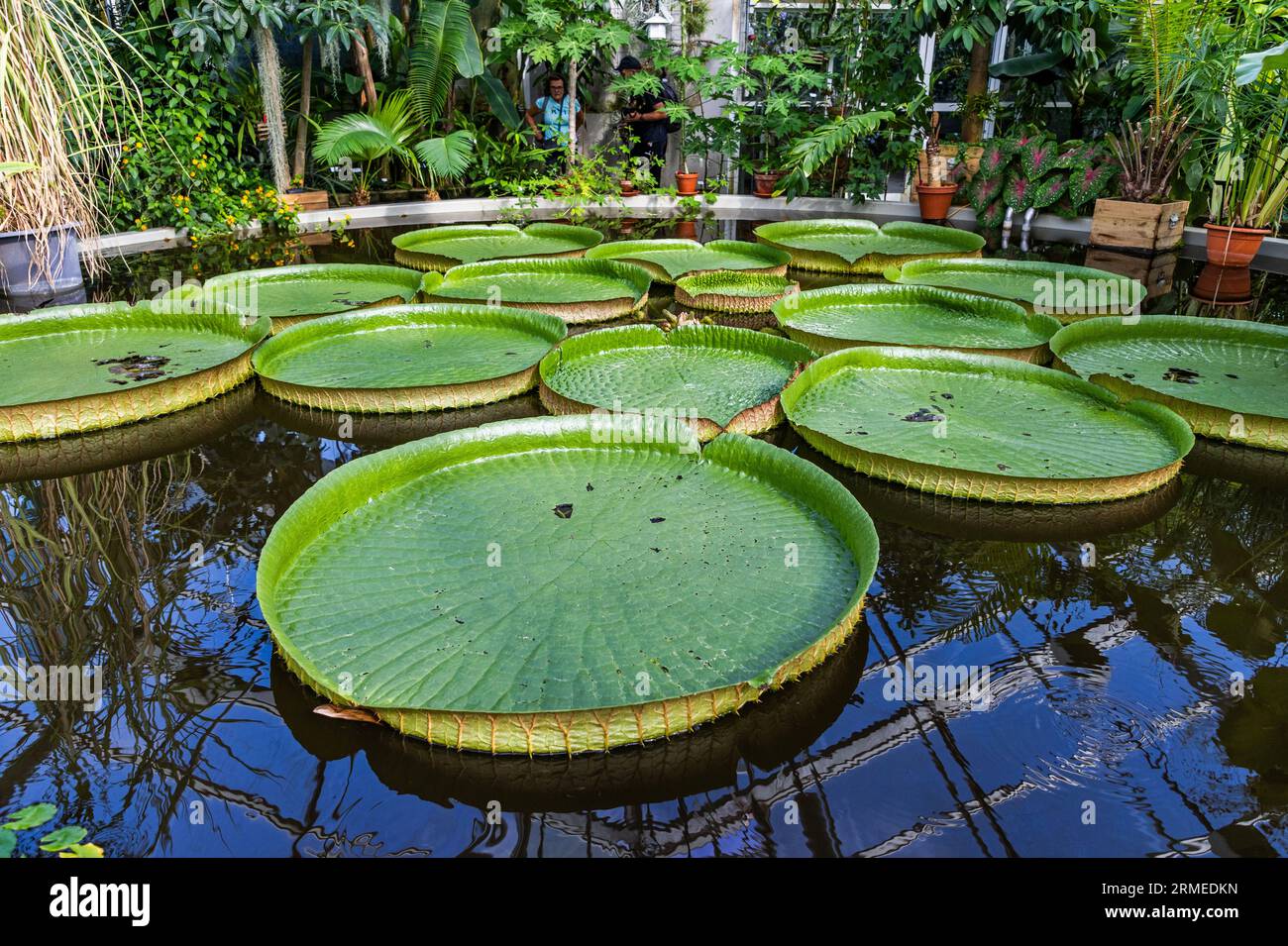 The University of Uppsala Botanical Garden (In Swedish: Botaniska ...