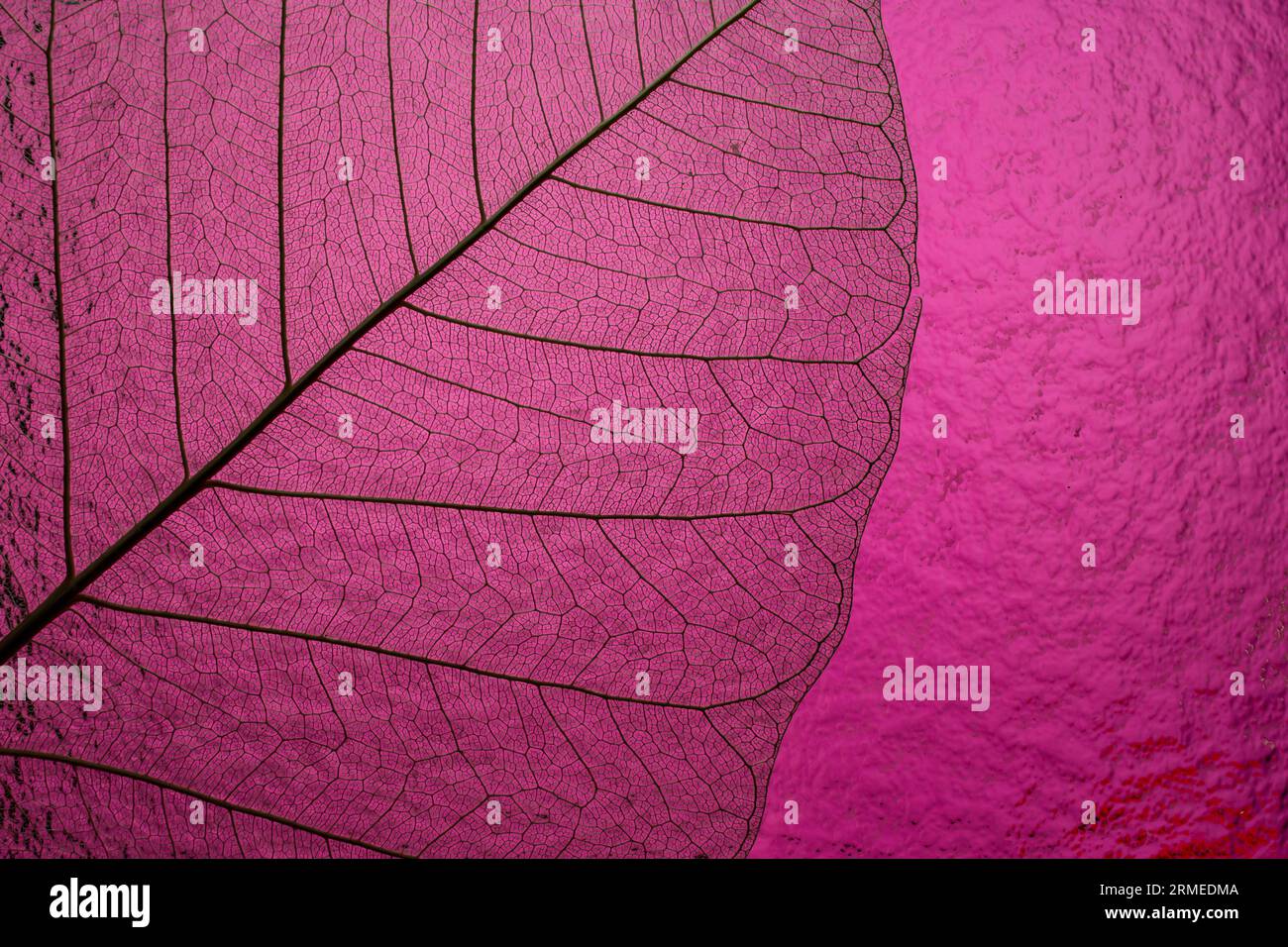 skeleton leaf on Benevolent Pink background, soft focus close up Stock ...