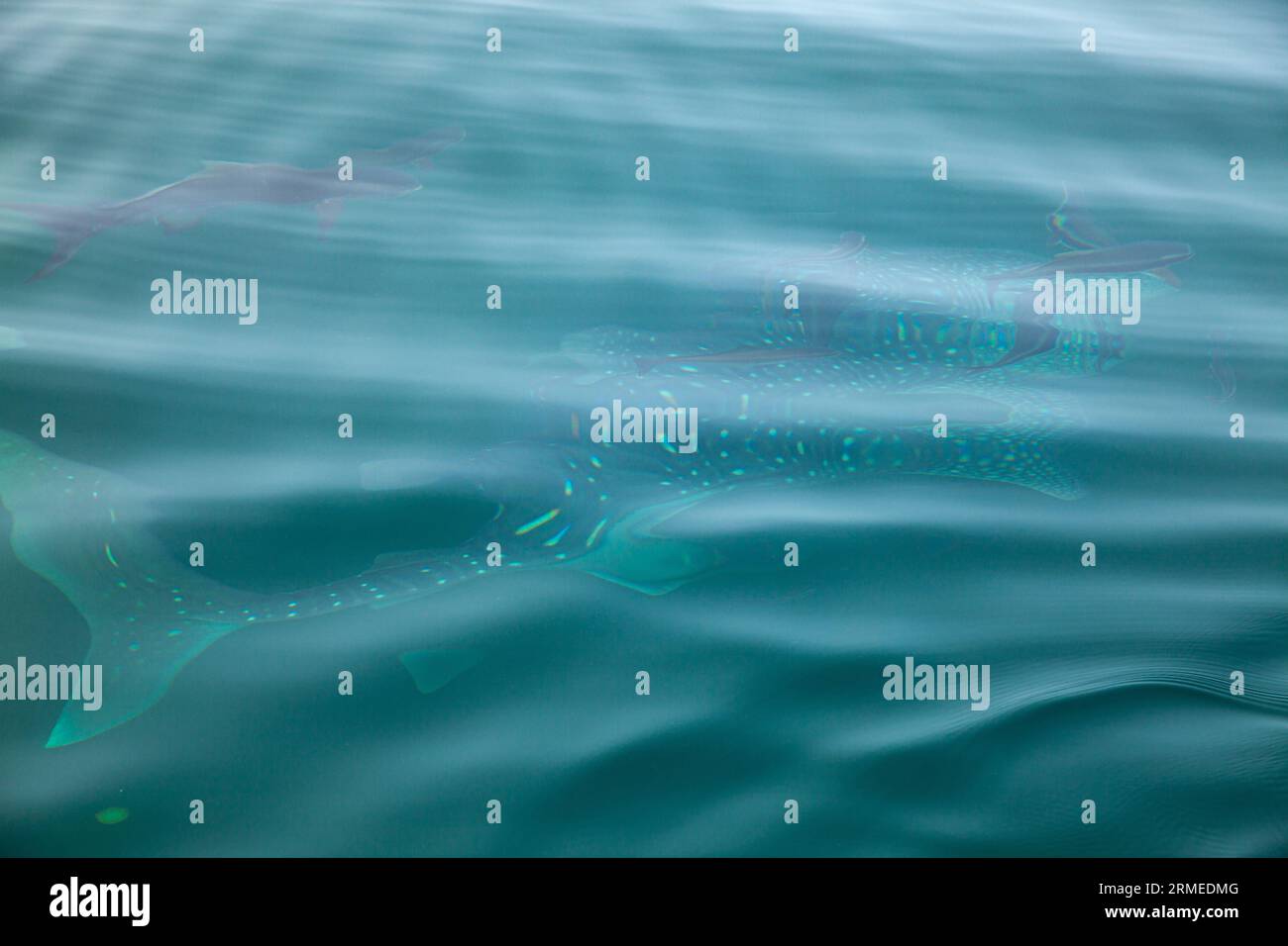 A flock of whale sharks swim among the tourist boats. The azure sea ...